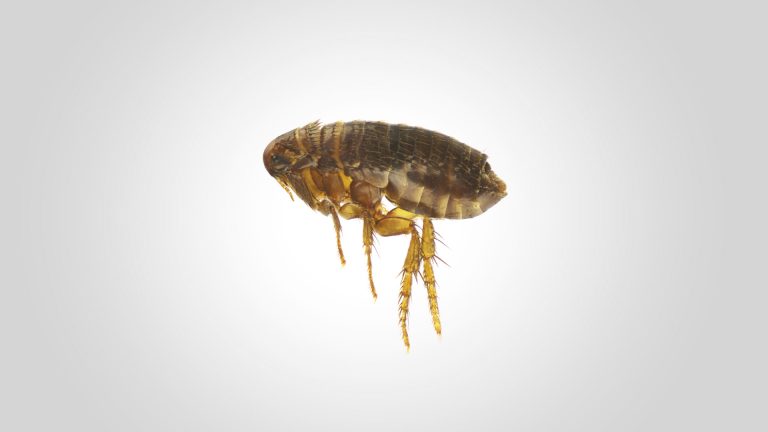 Katzenfloh | Fleschhut Schädlingsbekämpfung